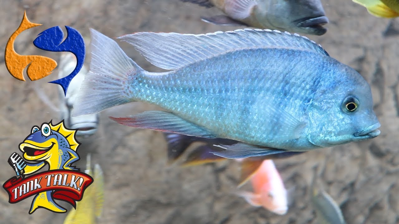 Let's Talk Water Parameters!! Tank Talk Live! - YouTube