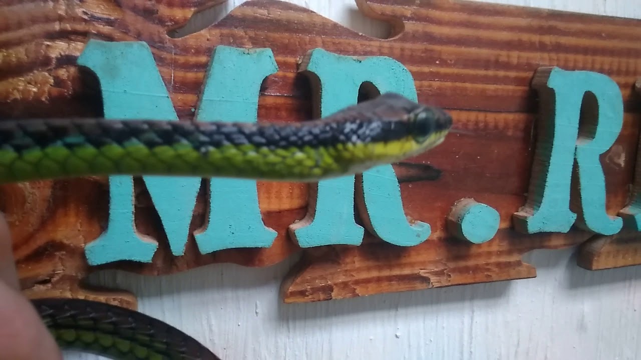 Elegant Bronzeback Snake (Dendrelaphis Formosus) - YouTube