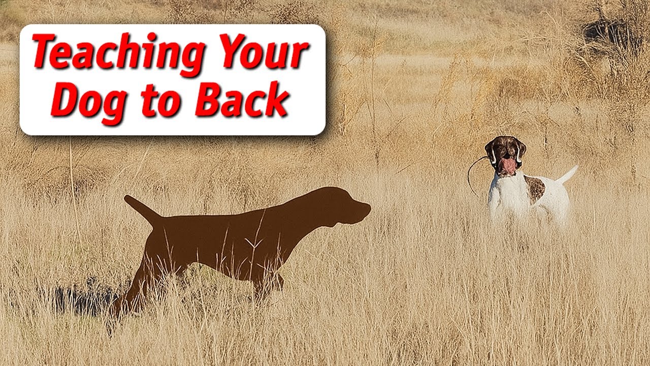 Teach Your Dog to "Back" with the Asher Backing Dog - YouTube
