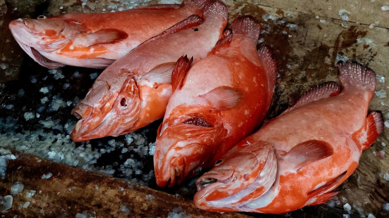 Tomato Hind Grouper Fish Cutting | Red Grouper Fish Skills - YouTube