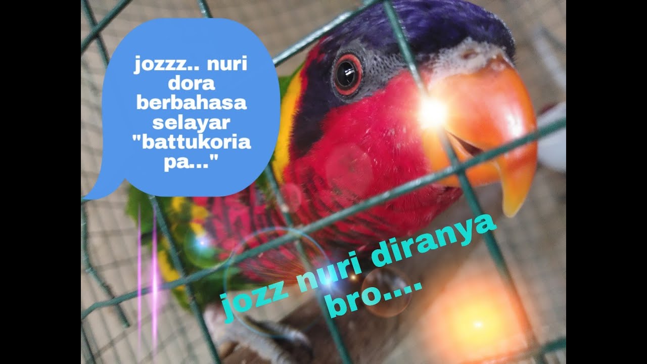 burung nuri dora pintar berbahasa selayar - YouTube