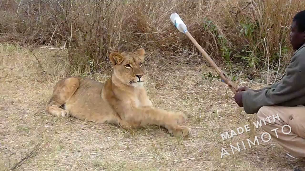 Young lion playing with stick - YouTube