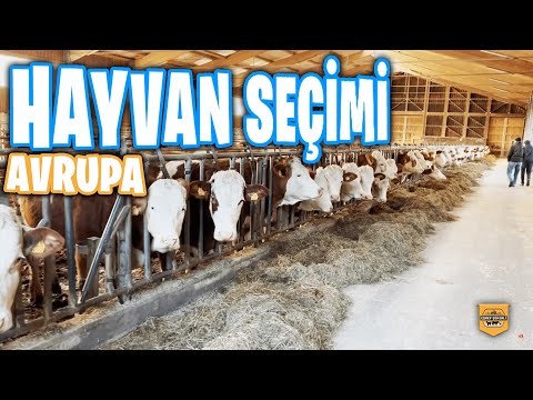 Hayvan Seçimi Avrupa | Eşref Şekerli