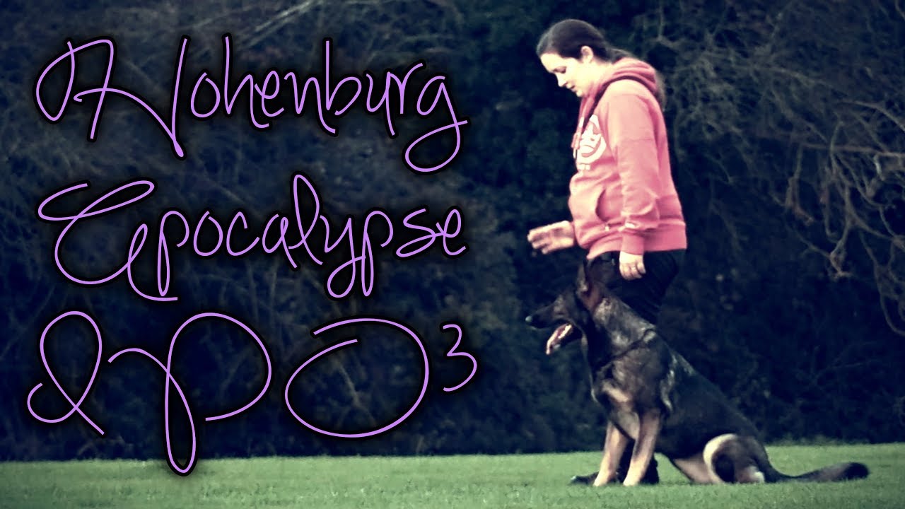 German Shepherd Hohenburg Apocalypse IPO3 Compilation Video - YouTube