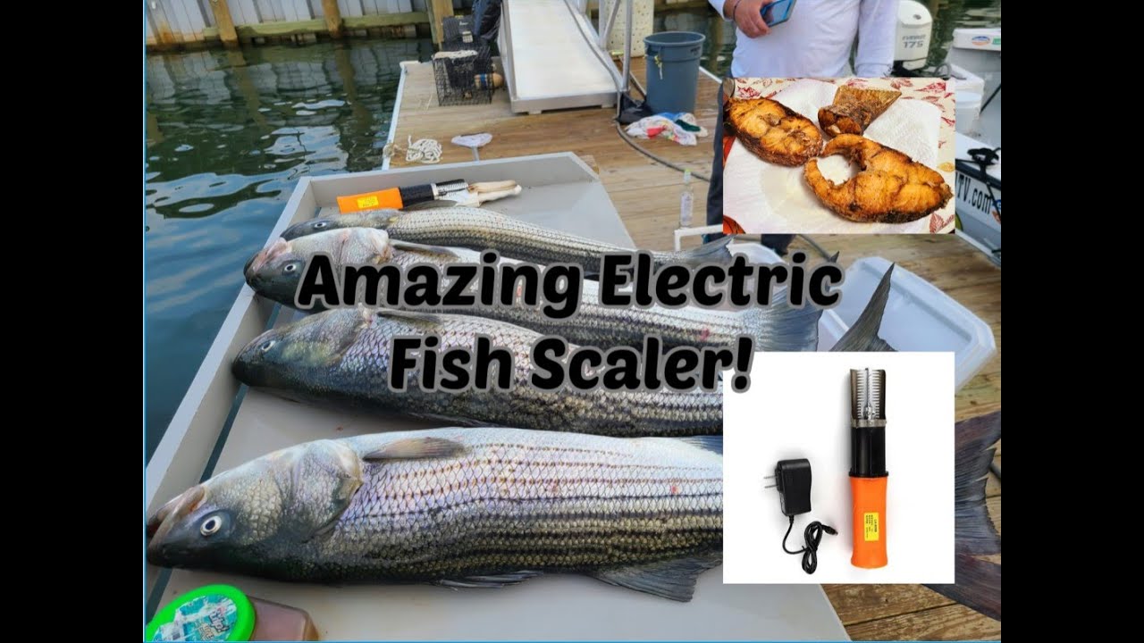 Amazing Electric Fish Scaler on Striped Bass - YouTube