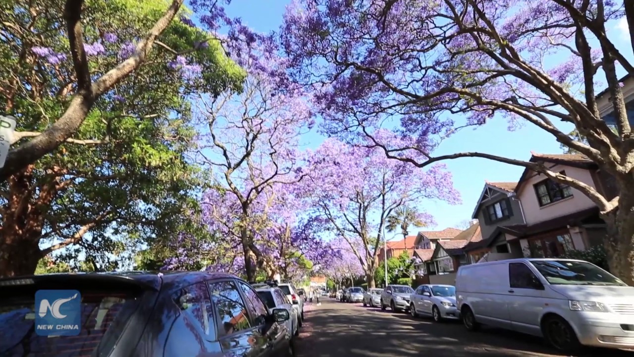 Experience the 2016 Jacaranda season in Australia - YouTube