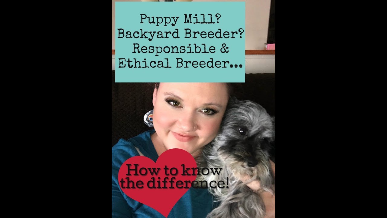 How to find an ethical, responsible puppy breeder - YouTube