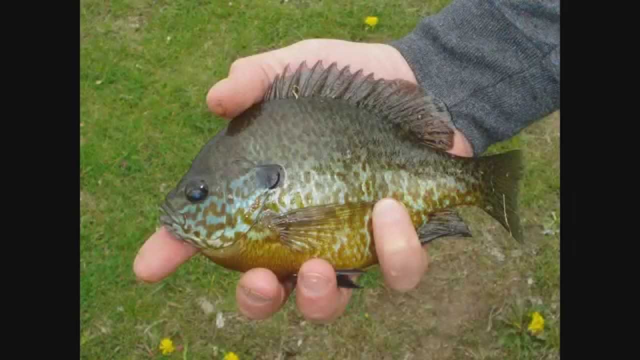 Fishing Kent Lake photo slideshow - YouTube