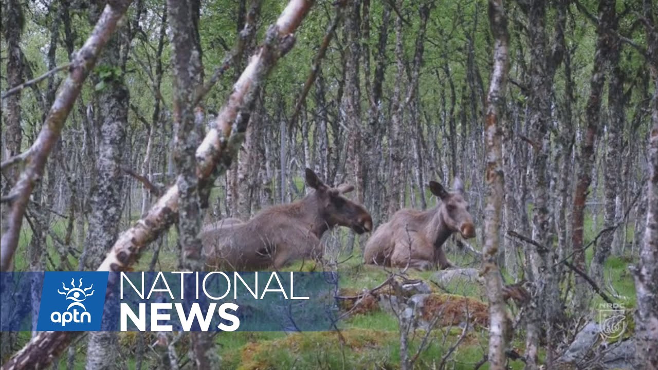 Innu caribou hunt sparks debate over territorial and hunting rights in ...