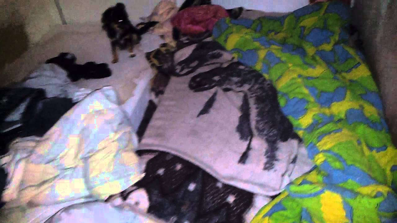 My cute dog freaking out xD - YouTube