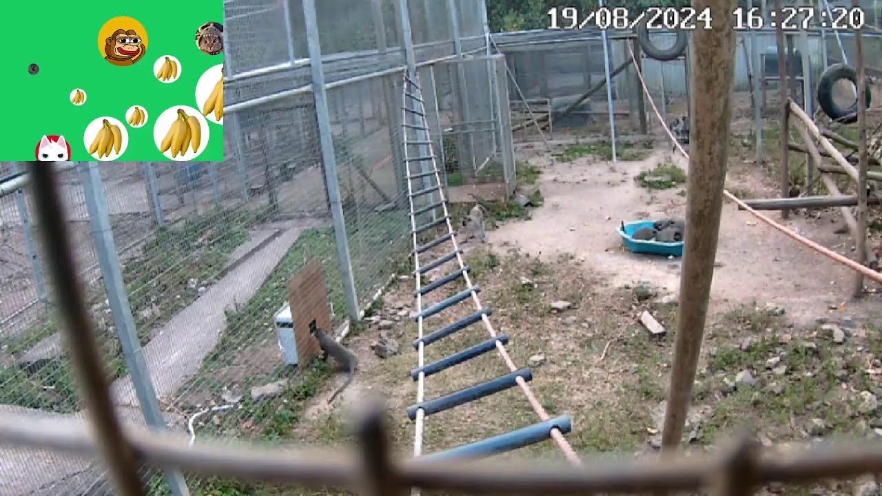 Monkey Trading Crypto - Livestream - YouTube