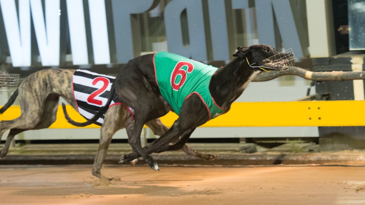 2014 SOLO Bold Trease Heat 3 - YouTube