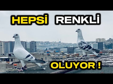 ALTTAN GELEN KUŞLAR HEPSİ FARKLI RENKLİ ! Çok emek var burda