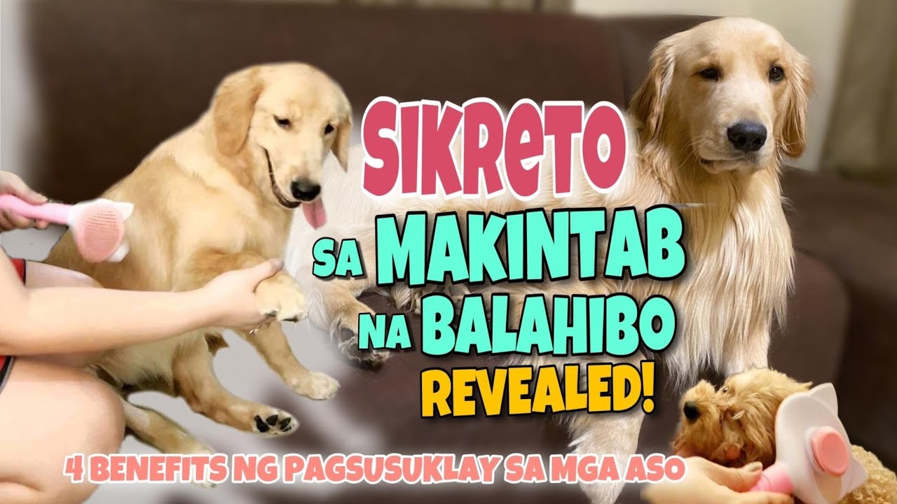 4 BENEFITS NG PAGSUSUKLAY SA ASO • Bakit Nga Ba Kailangan Suklayan Ang ...