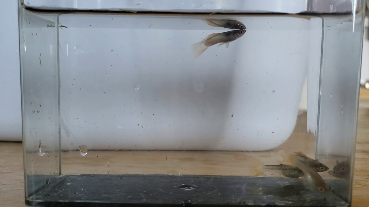 New Guppy Strain-Pink Pingu Guppies - YouTube