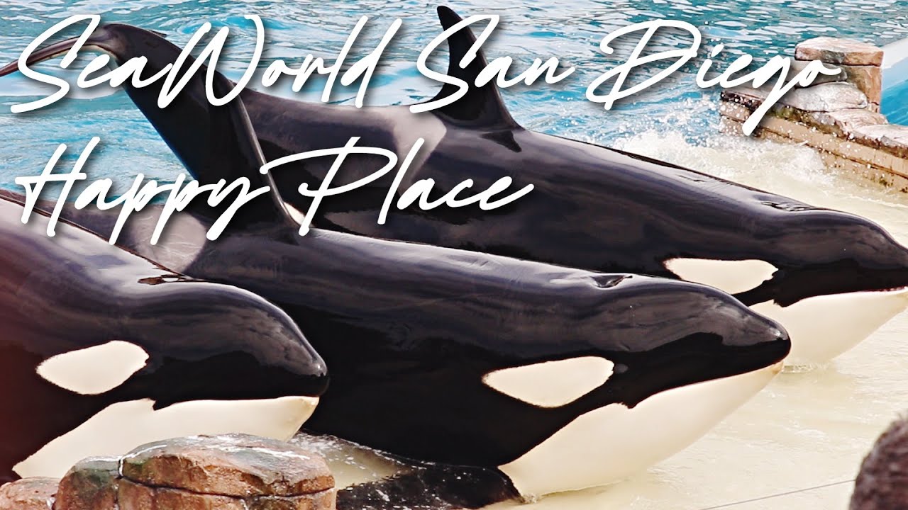 seaworld san diego - october 2021 - YouTube Music