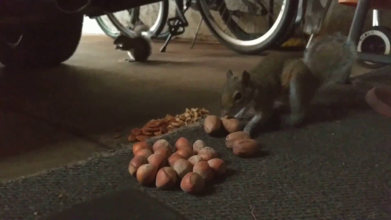 Saturday Squirrels - YouTube