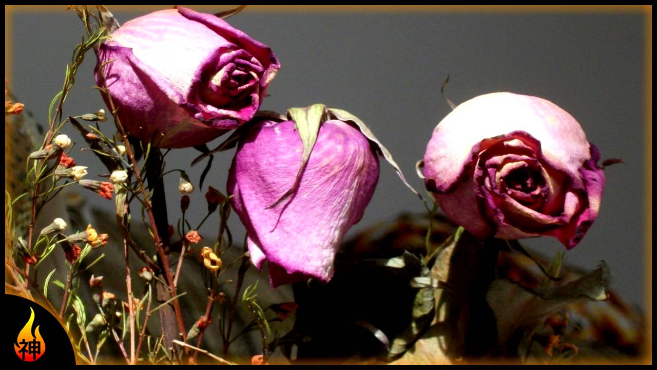 1 Hour Somber Piano Music | Wilting | Sad, Melancholy, Emotional - YouTube