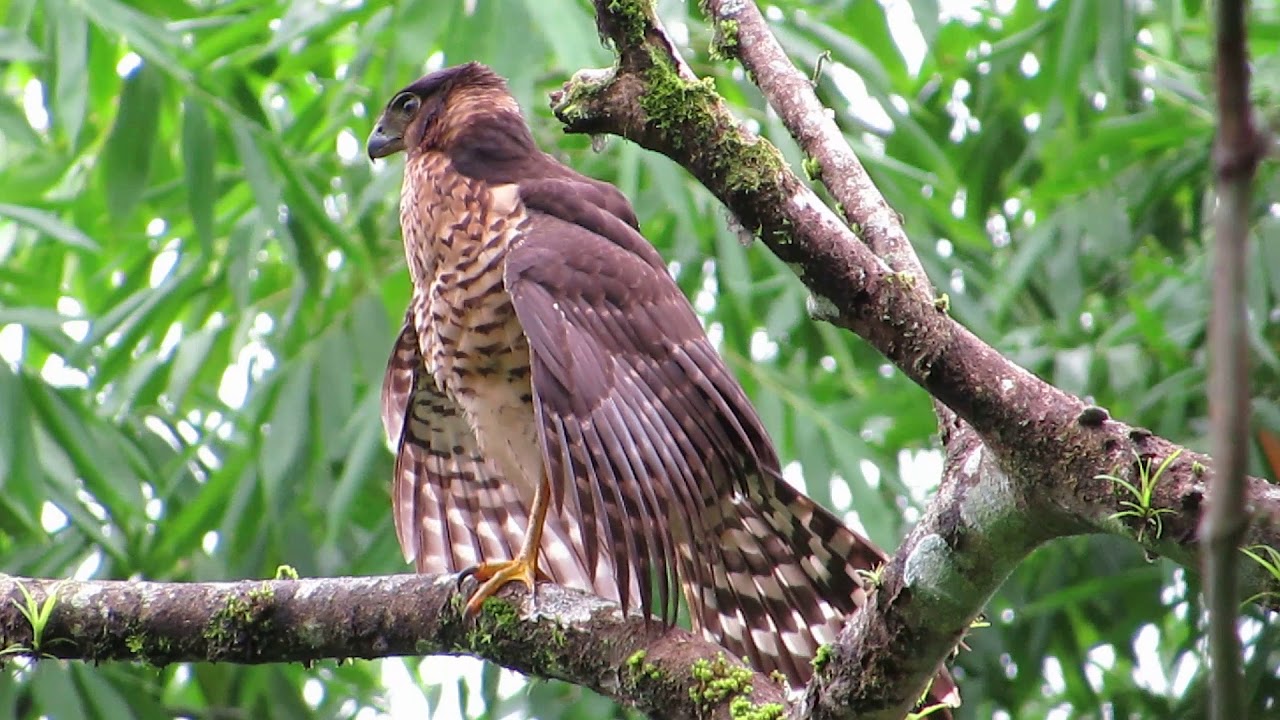 Collared Forest-Falcon | Micrastur semitorquatus | Halcon montes ...