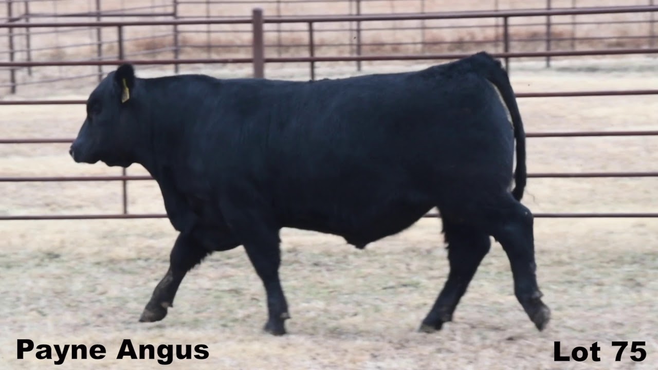 Payne Angus Lot 75 - YouTube