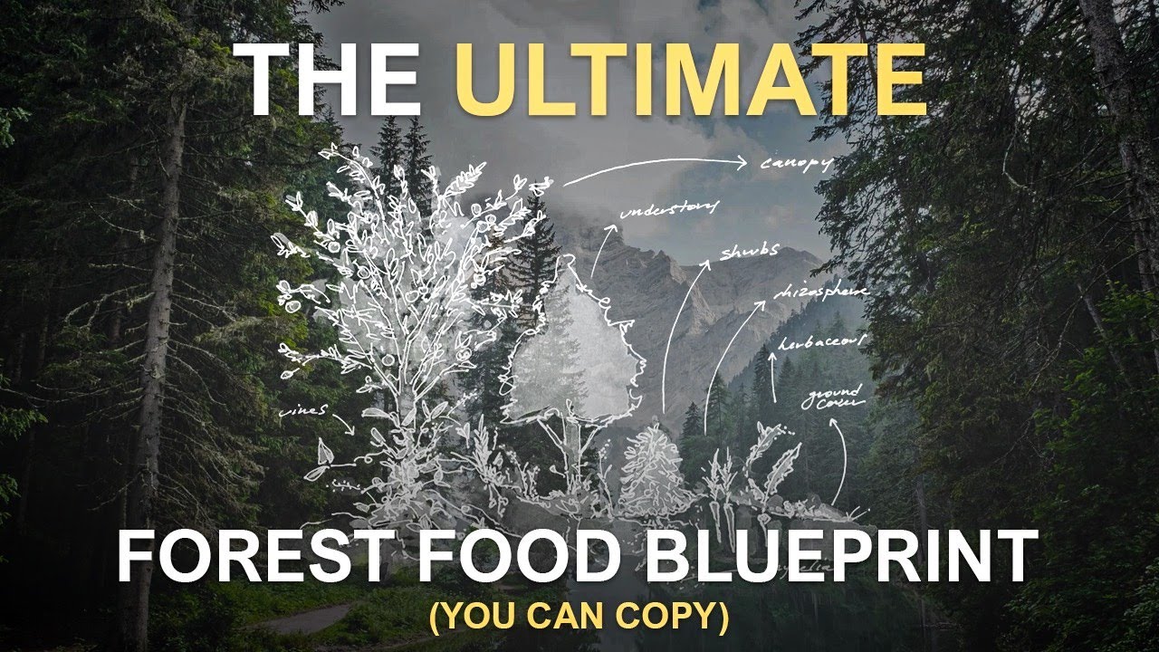 The Ultimate Food Forest Blueprint (You Can Copy) - YouTube