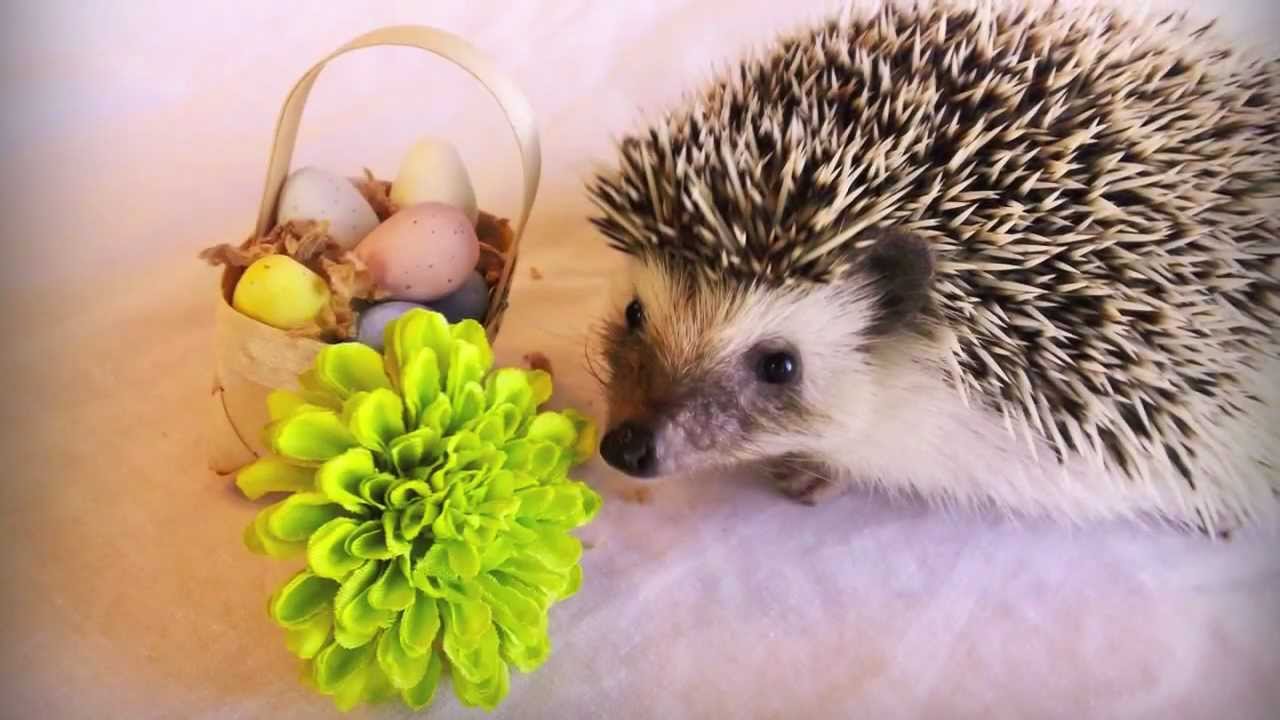 Easter Hedgehog - YouTube