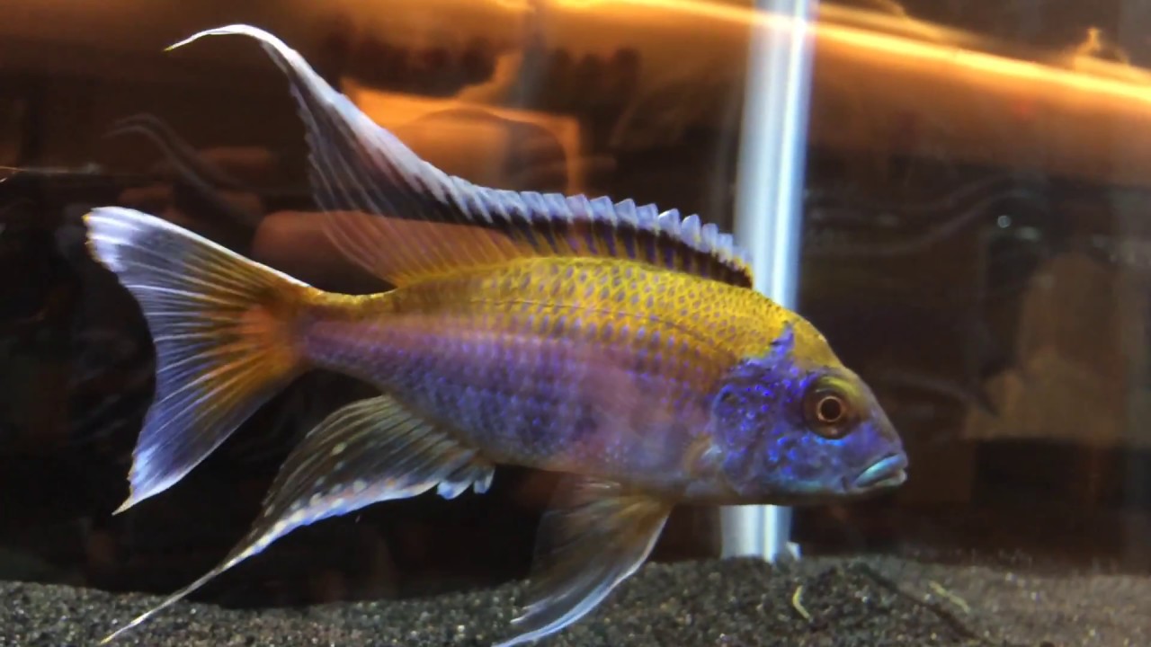 Beautiful Fish: Aulonocara Walteri - YouTube