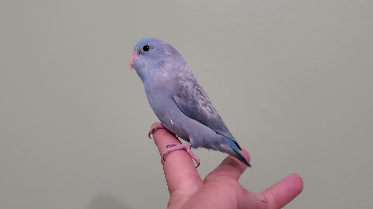 Dark Factor Marbled Parrotlet - YouTube