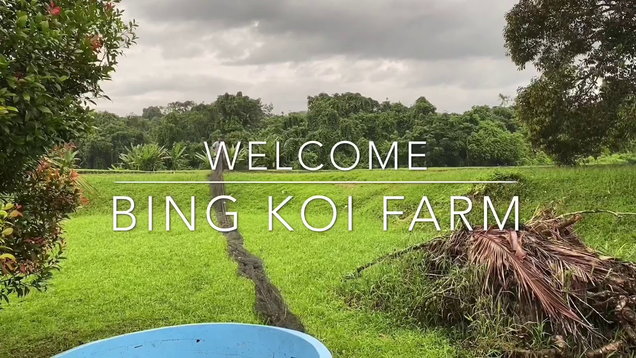 BING KOI FARM - YouTube