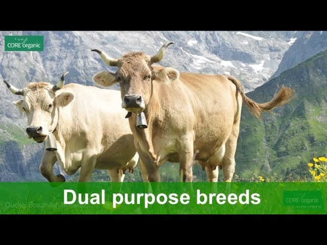 Normande Dairy Cattle A True Dual Purpose Breed Youtube