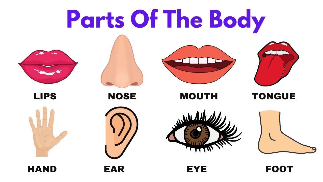 Body Parts Name in English With Pictures | Body Parts | Human Body ...