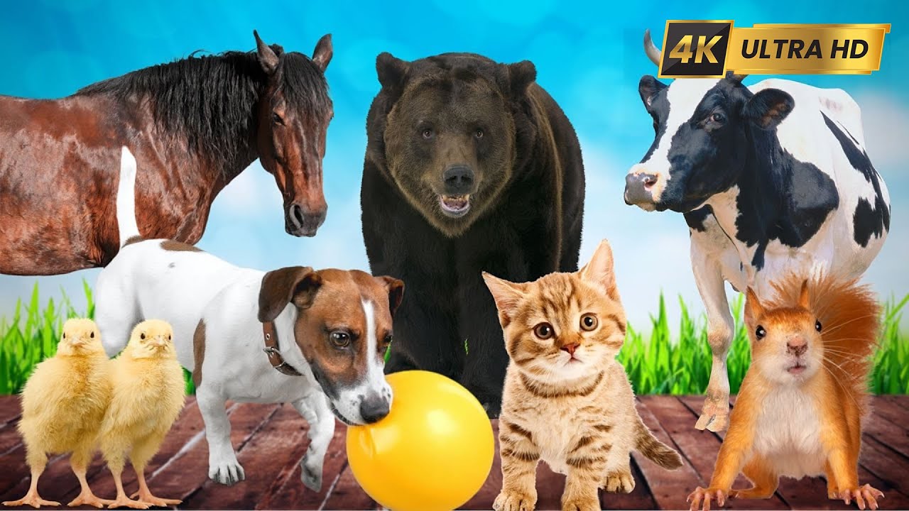 Animals Name And Sound Learn Bird Species in English I Roar Animal's ...