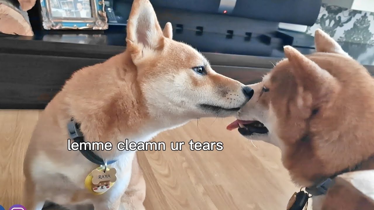 Raya feels sorry for Shiro 🥺 - YouTube