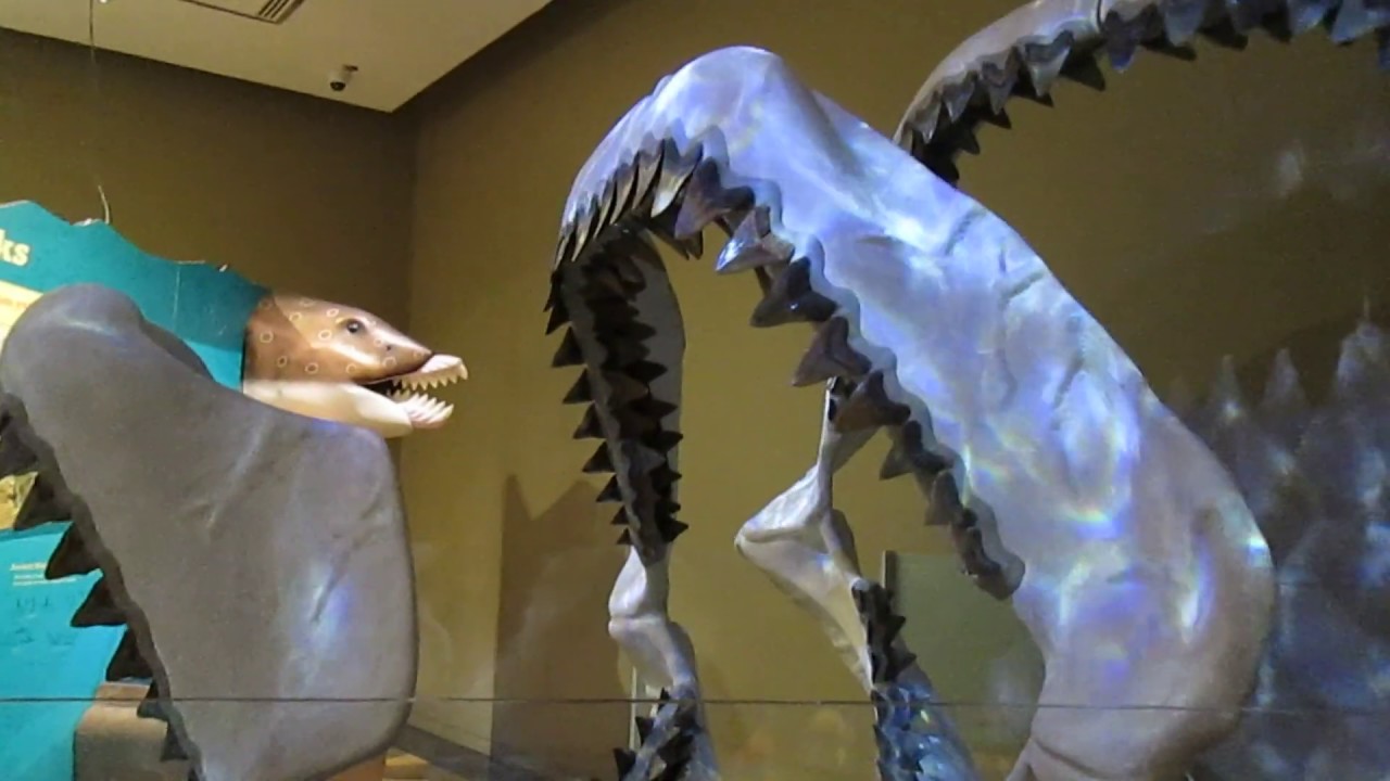 Megalodon Skeleton