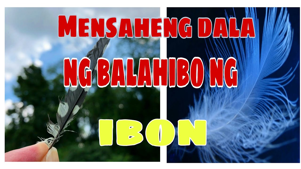 Mensaheng dala ng balahibo ng ibon/jemz tv - YouTube