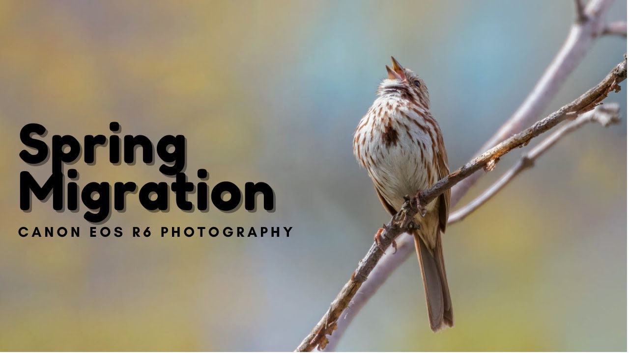 Bird Spring Migration 2021 | Canon EOS R6 Photography - YouTube
