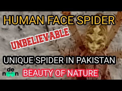 Spider | Spider Man| human face spider| wild life| unique spider ...
