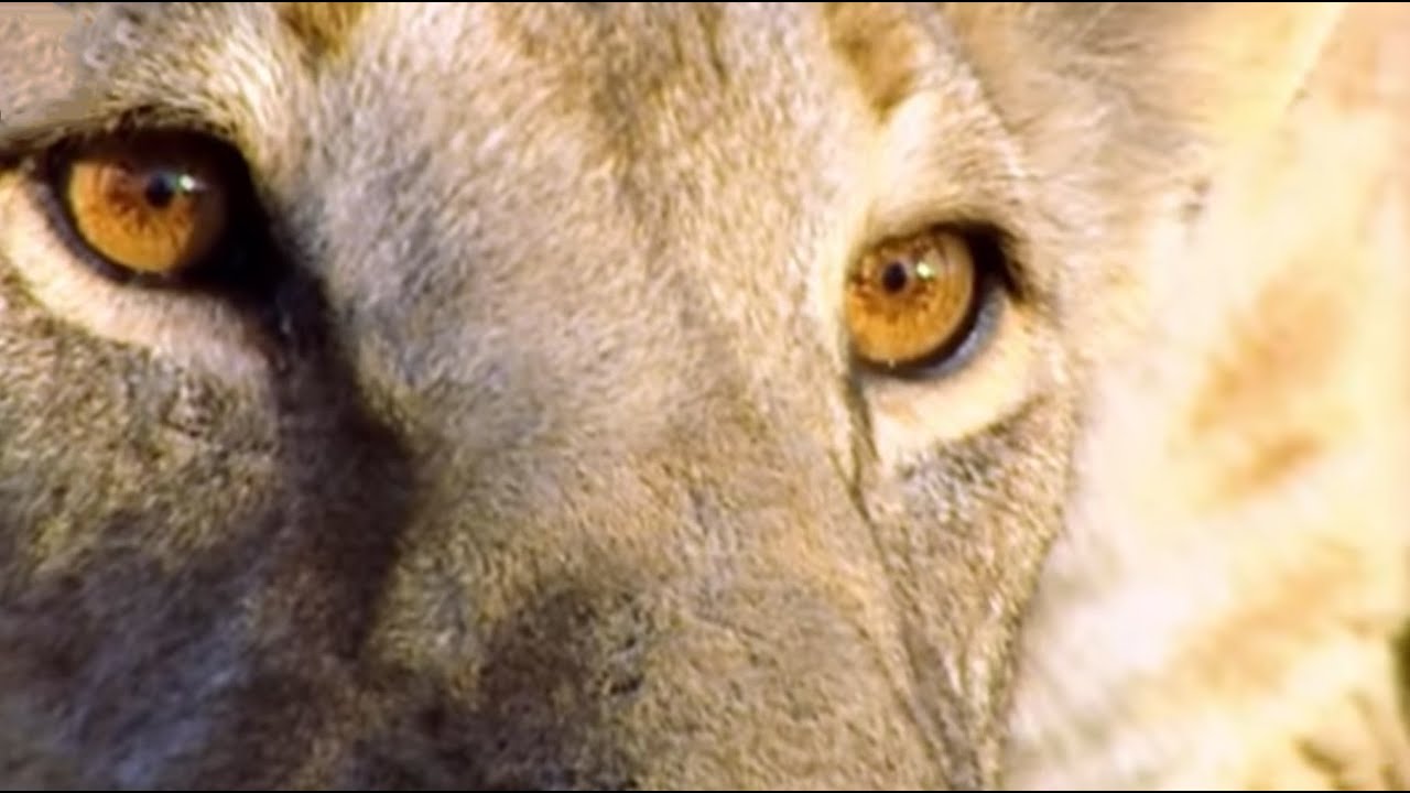 Lions Through a Lens: Sophie Darlington | Meet My Planet | BBC Earth ...
