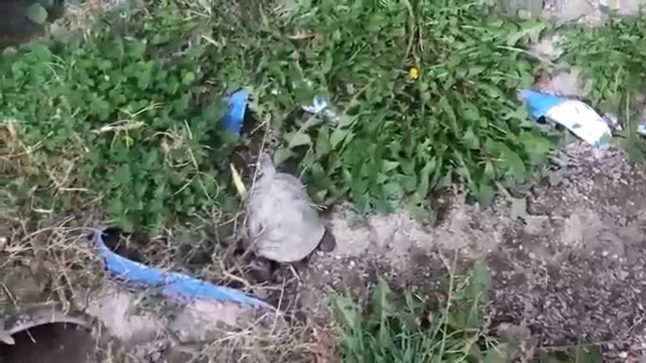 Box Turtle hibernation - YouTube