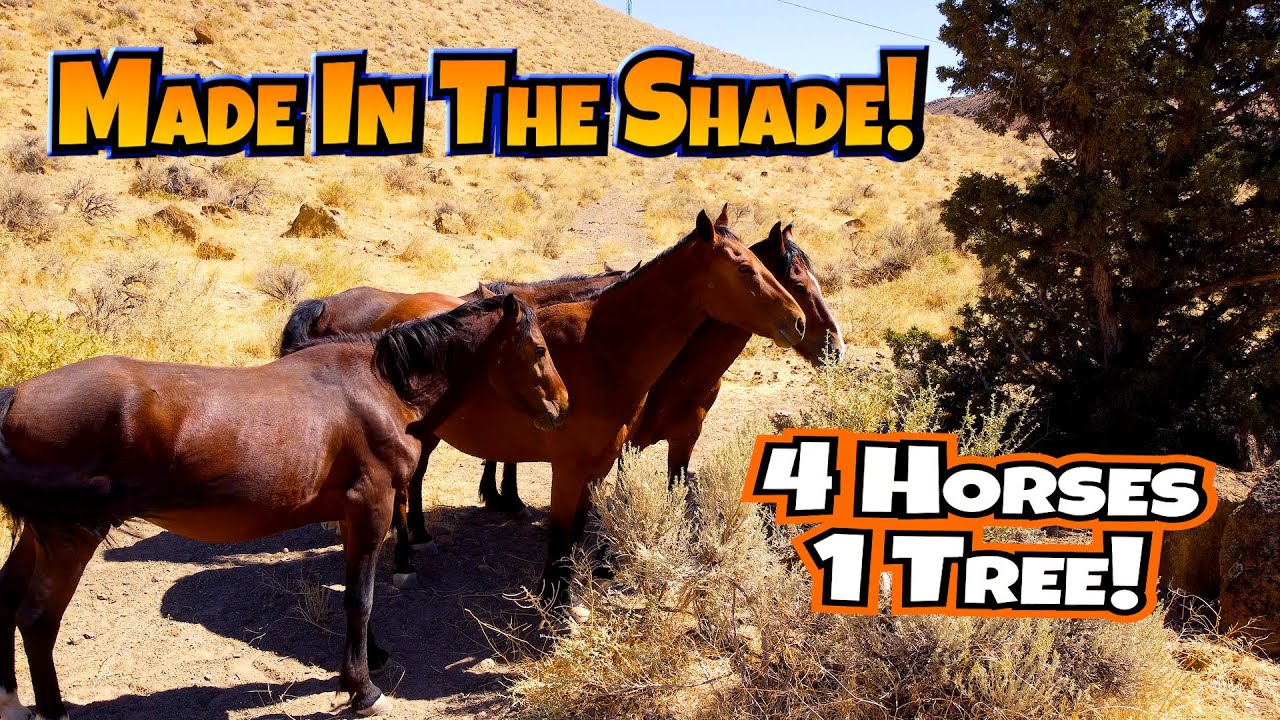 MADE in the SHADE - FOUR HORSES & ONE TREE! The story of a family a ...