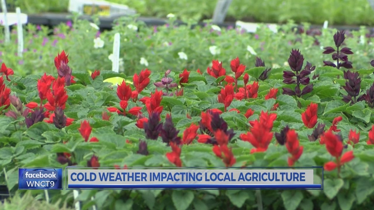 Cold Weather Effects on Agriculture - YouTube