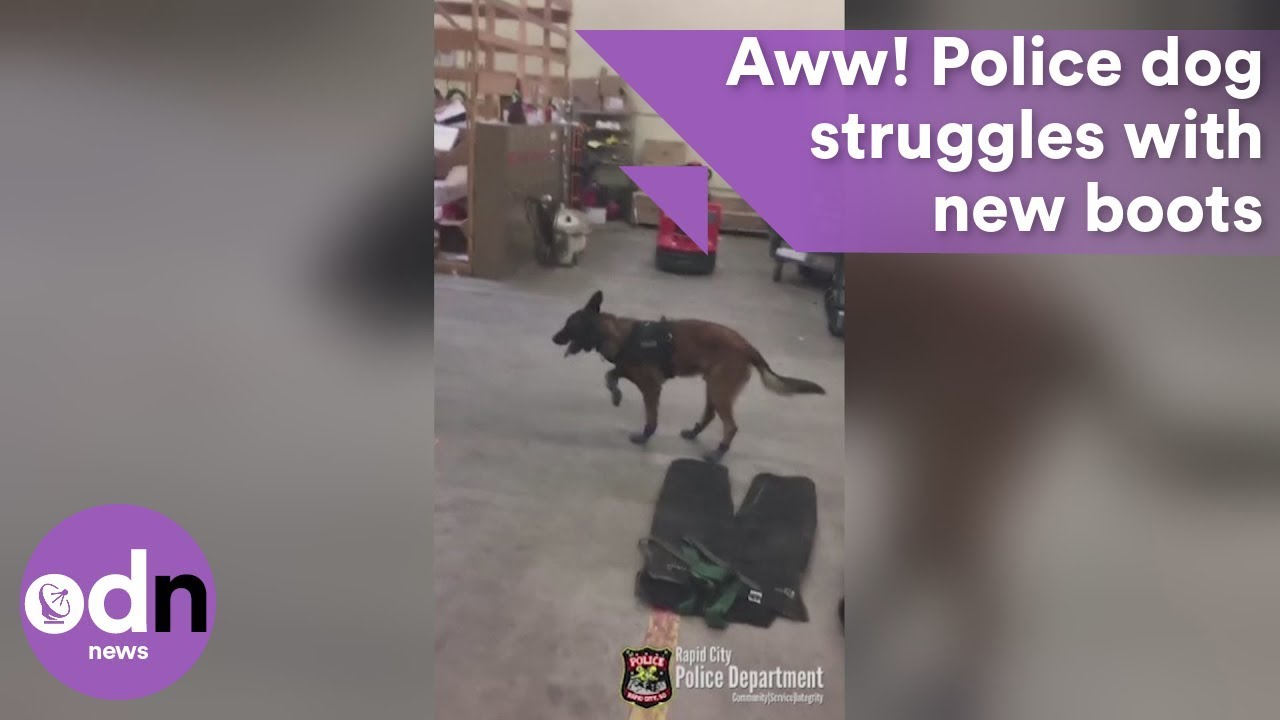 Hilarious video of police dog struggling with new boots - YouTube