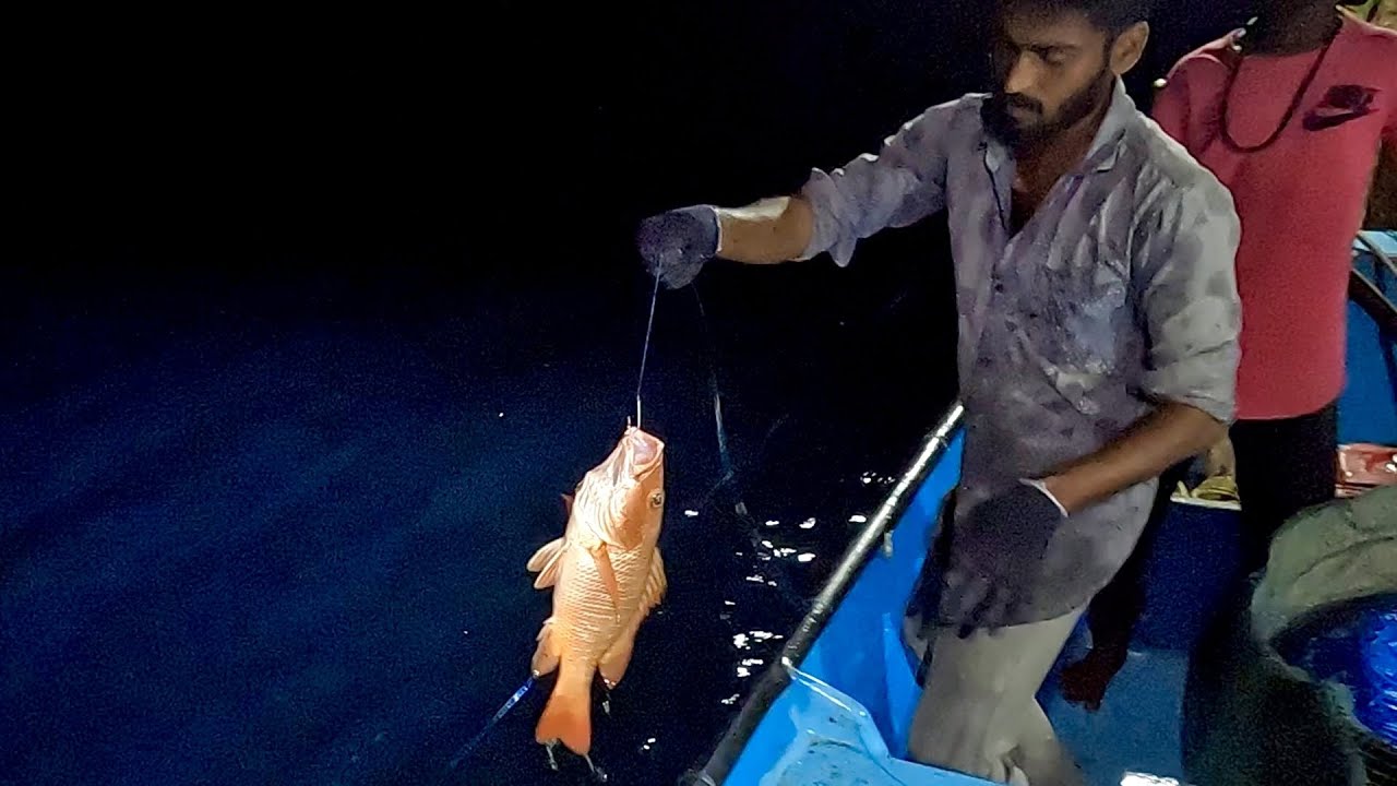 Catching Grouper Fish, Horse eye Jack & Mangrove Jack in the Sea - YouTube