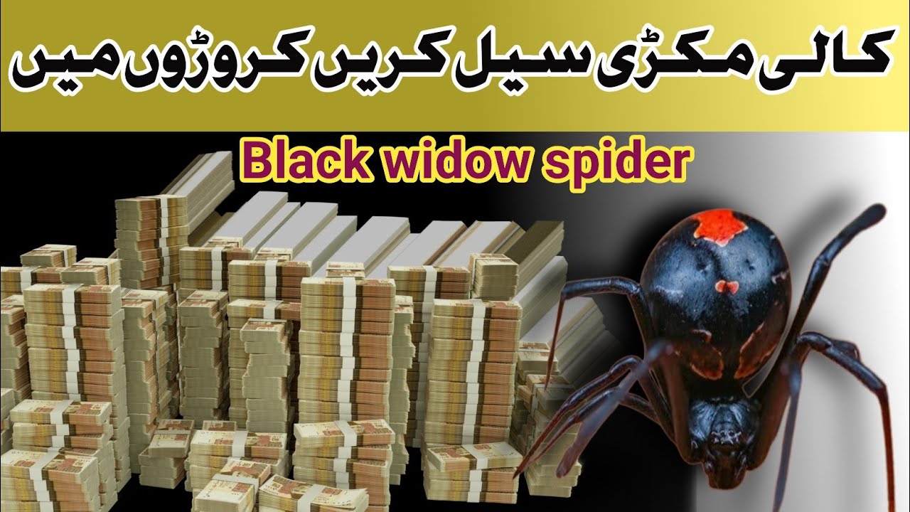 Black widow spider sale in Pakistan 2025 | Black spider price in ...