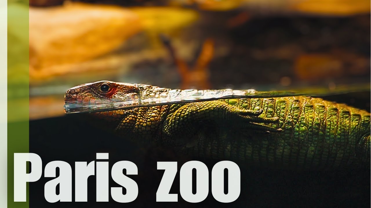 Paris Zoo tour - Parc zoologique de Paris - YouTube