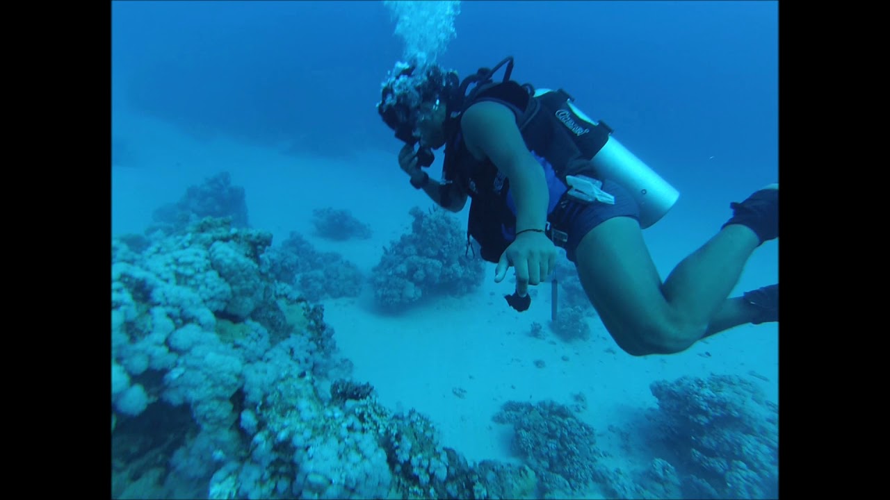 Turtles night and day at Abu Sail, and at Marsa Shouna, Red Sea diving ...