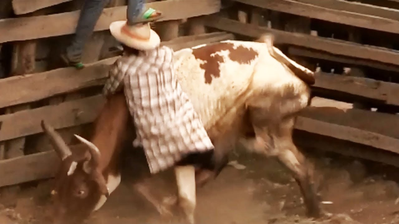 Madagascar : homme VS zébu - ZAPPING NOMADE - YouTube