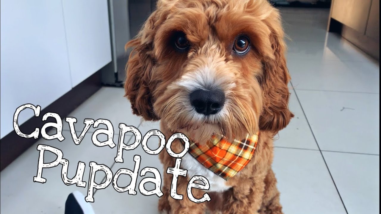 Bailey the Cavapoo - Dog Vlog 8 - YouTube