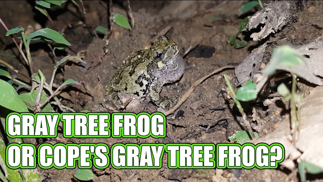 Cope's Gray Tree Frog - YouTube