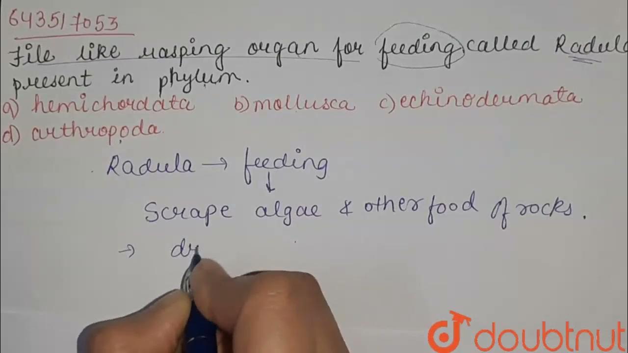 A File Like Rasping Organ For Feeding Called Radula Present In The a-file-like-rasping-organ-for-feeding-called-radula-present-in-the